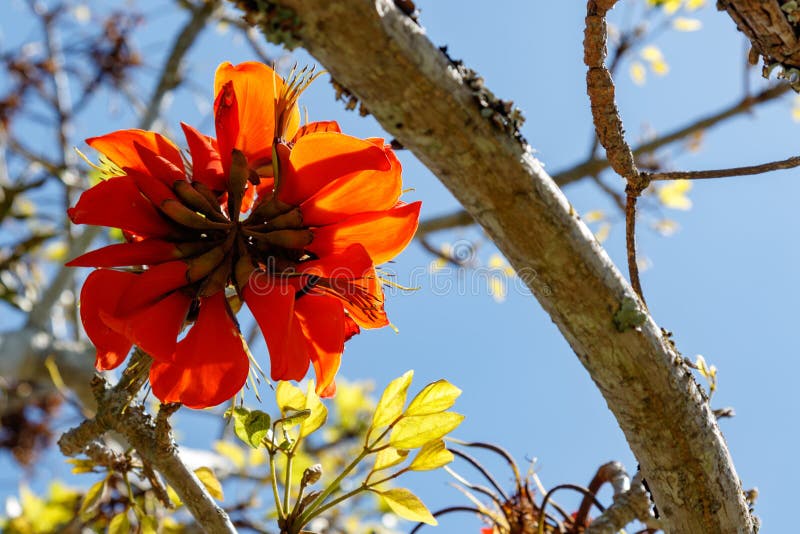 Bright Orange Flower Growing in the Tree Stock Image - Image of grass ...