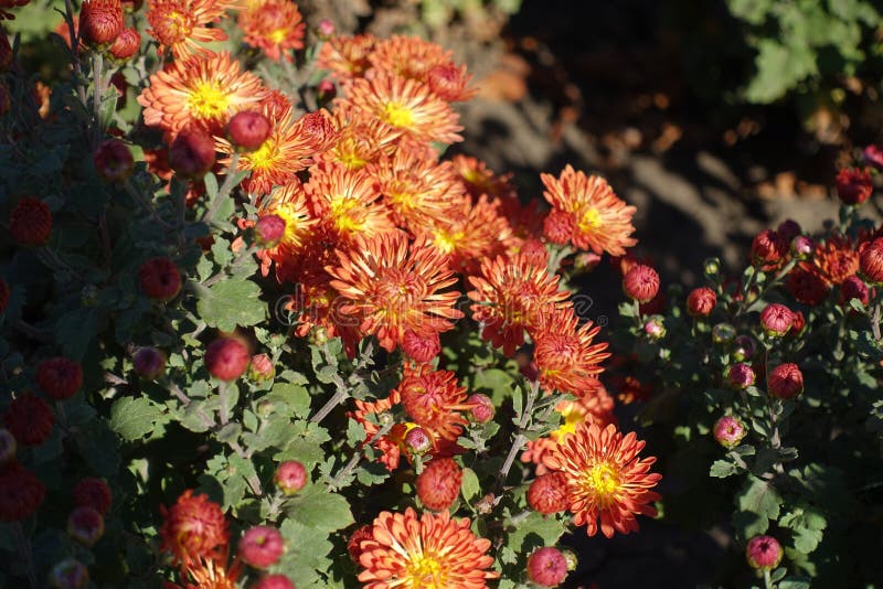 Bright Orange Flowers of Chrysanthemums in October Stock Image - Image ...