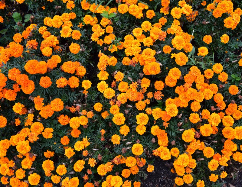 Bright Orange Flowers of Marigolds. Flower Bed Stock Photo - Image of ...