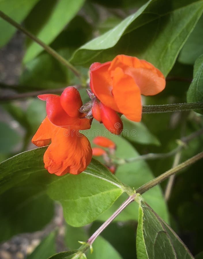 Bright Orange Flowers of Runner Beans Stock Image - Image of leaves ...