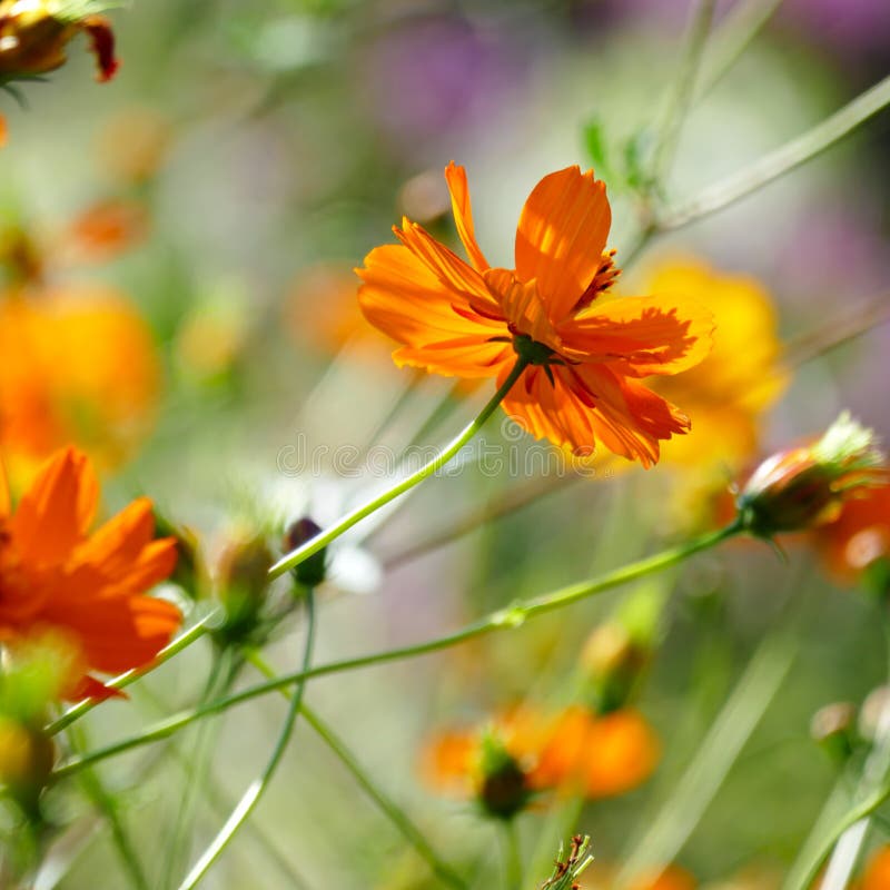 Bright Orange Flowers on the Summer Flowerbed Stock Photo - Image of ...