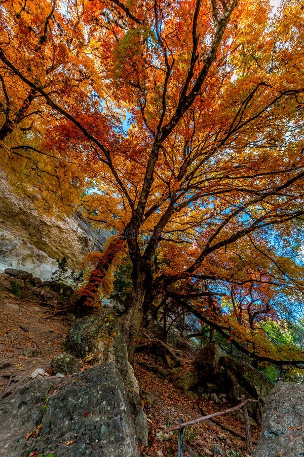 Bright Orange Fall Leaves of Lost Maples State Park, Texas Stock Photo ...