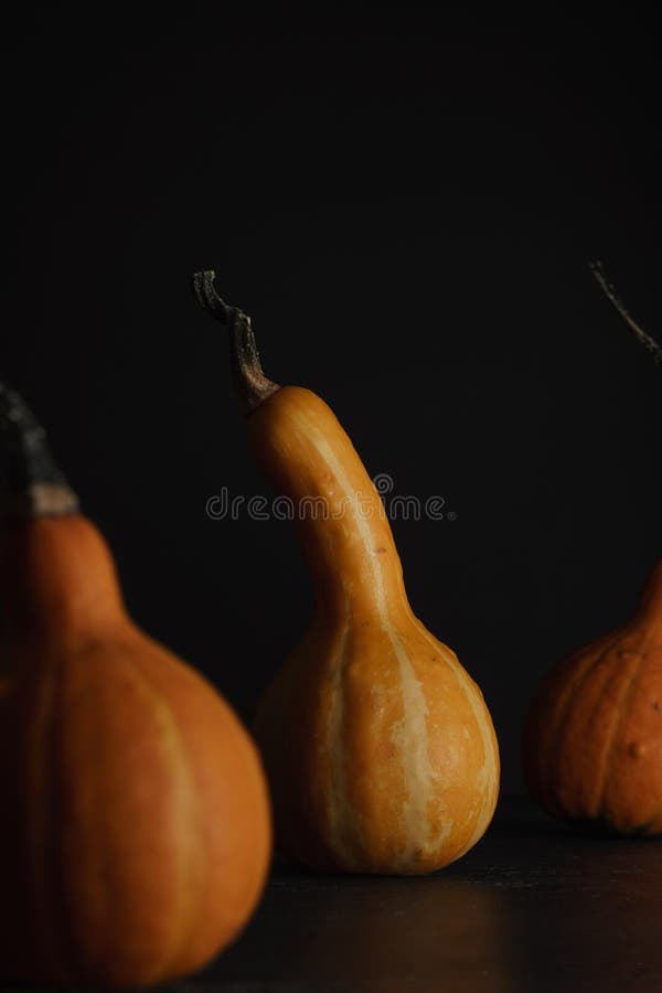 Bright Orange and Green Gourd and Decorative Squash Vegetables Stock ...