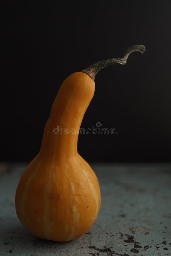 Bright Orange and Green Gourd and Decorative Squash Vegetables Stock ...