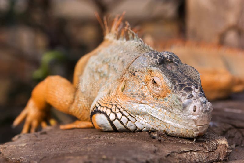 Bright orange Green Iguana stock image. Image of nature - 31878869