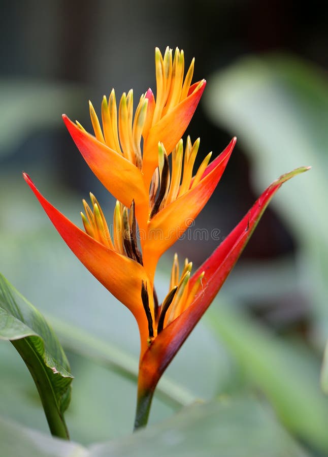 Orange Heliconia stock image. Image of malaysia, botanic - 15125291
