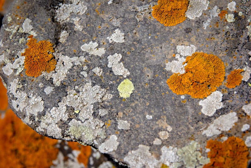 Bright Orange Lichen on a Large Stone Stock Image - Image of mountains ...