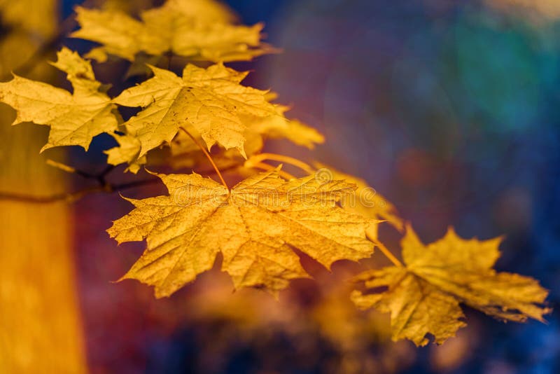 Bright Orange Maple Leafs in Mid Autumn Sunset Stock Photo - Image of ...