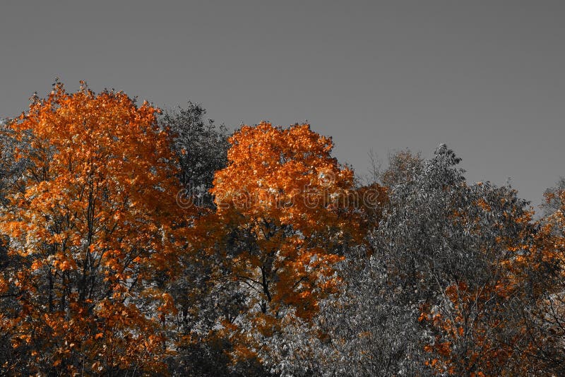 Bright Orange Maple Leaves Against a Black and White Background of ...