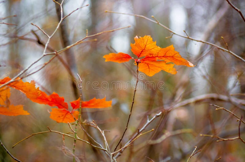 Bright Orange Maple Leaves in the Autumn Forest_ Stock Photo - Image of ...