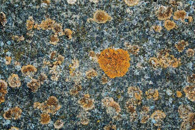 Bright Orange Moss on a Gray Wall. Background Wall, Moss Texture. Moss ...