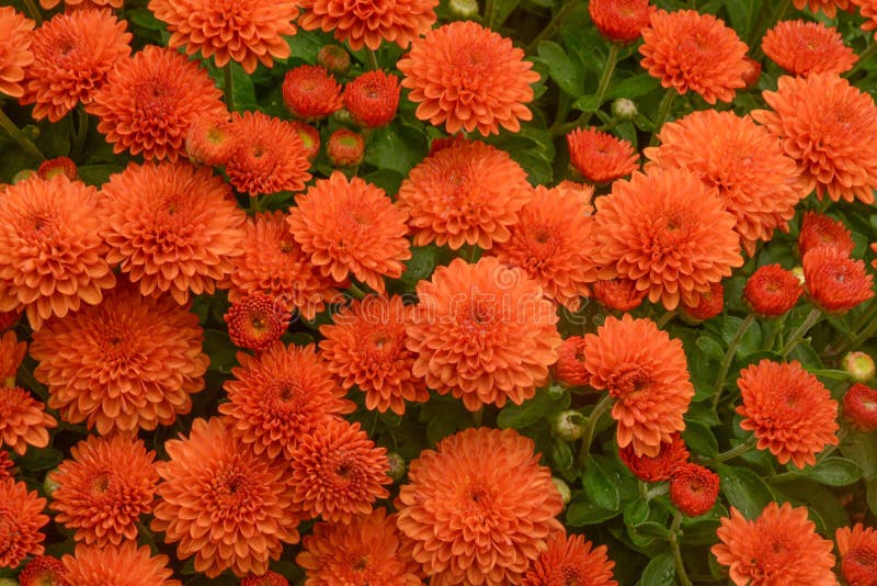 Orange Mums stock photo. Image of mums, fall, asters - 34664442