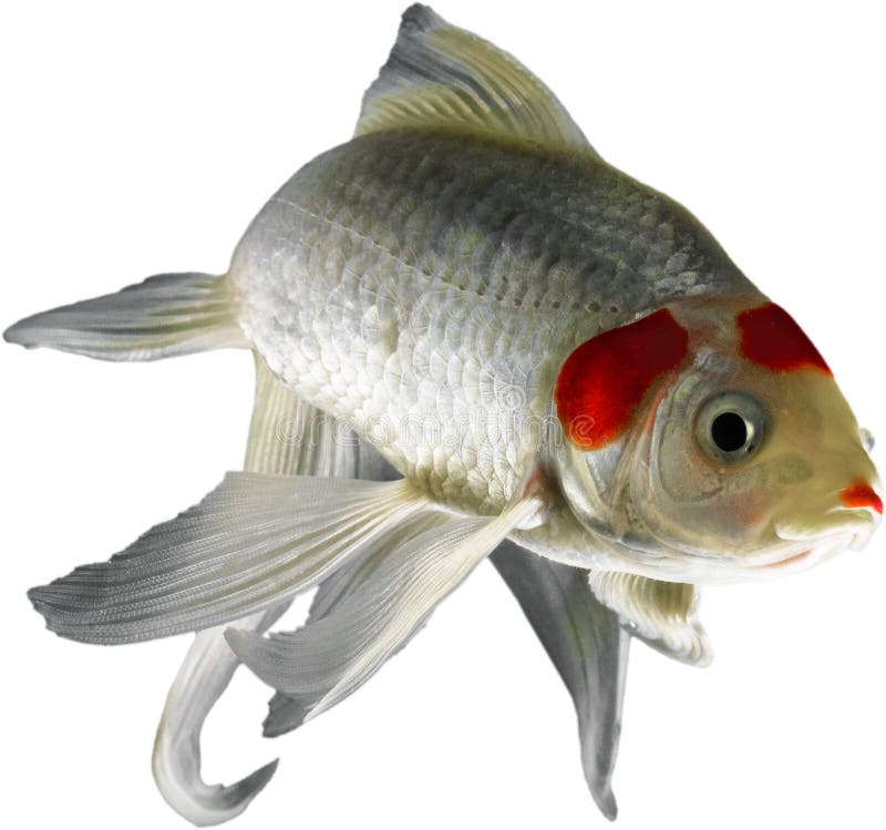 Bright Orange Mustache on a Pet Fish Stock Photo - Image of observing ...