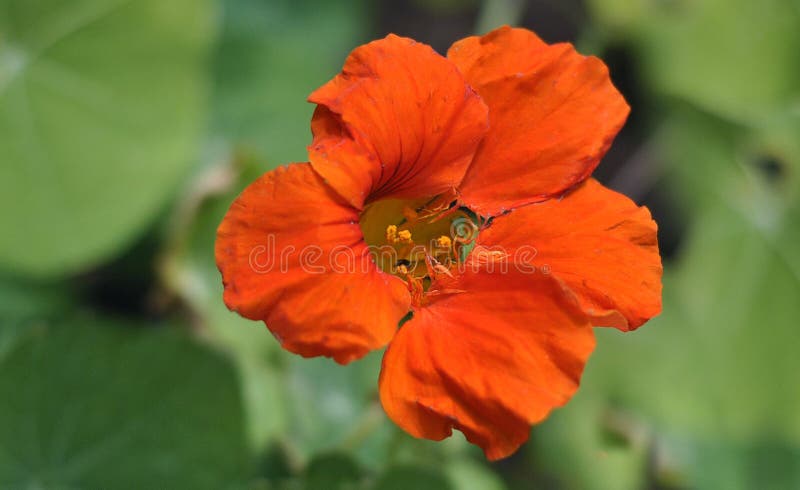 Bright Orange Flower in the Garden Stock Image - Image of beds, nature ...