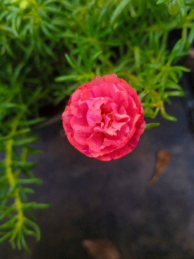 Bright Orange Nine O Clock Flower Stock Image - Image of yellow, pink ...