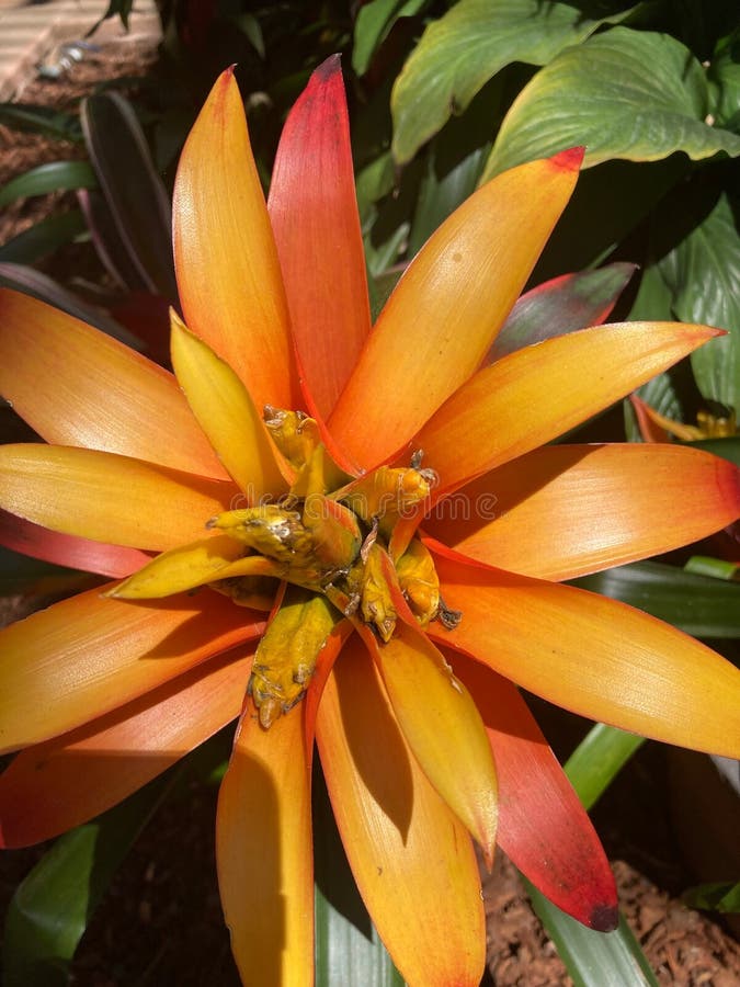 Bright Orange Plant in Conservatory Stock Image - Image of orange ...