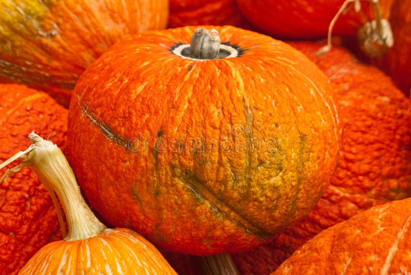 Bright Orange Pumpkins stock photo. Image of color, halloween - 26732604
