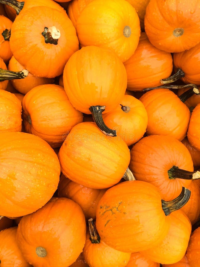 Orange Pumpkins with Toasted Pumpkin Seeds Stock Photo - Image of ...