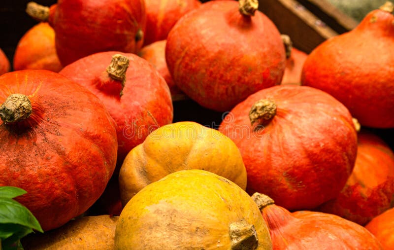 Bright Orange Pumpkins for Sale in a Supermarket. Stock Photo - Image ...
