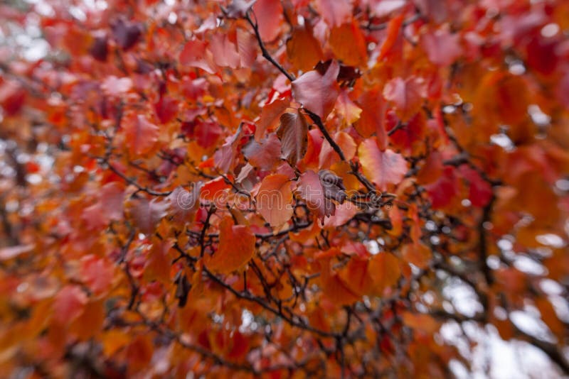 Bright Orange and Red Fall Leaves Stock Photo - Image of natural ...