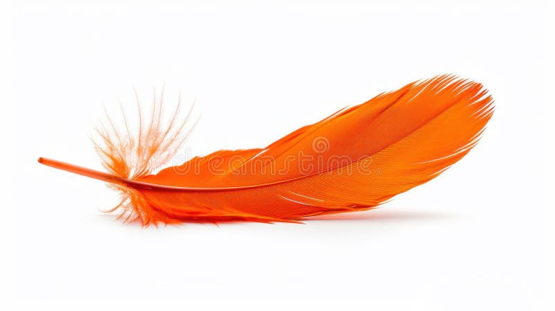 Bright Orange and Red Feather Isolated on White Background Stock ...