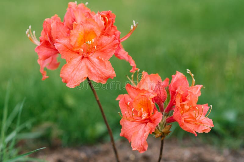 Bright Orange Rhododendron Flowers in Spring. a Young Sapling in the ...