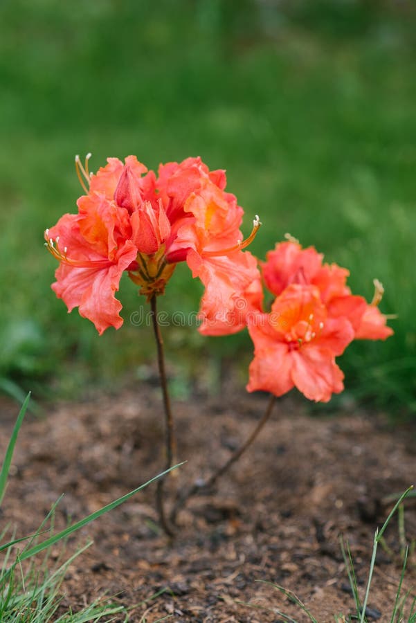 Bright Orange Rhododendron Flowers in Spring. a Young Sapling in the ...