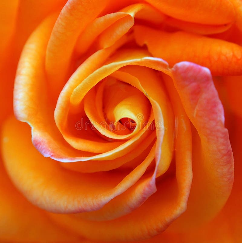 Bright Orange Rose stock photo. Image of decorative, spiral - 46023420