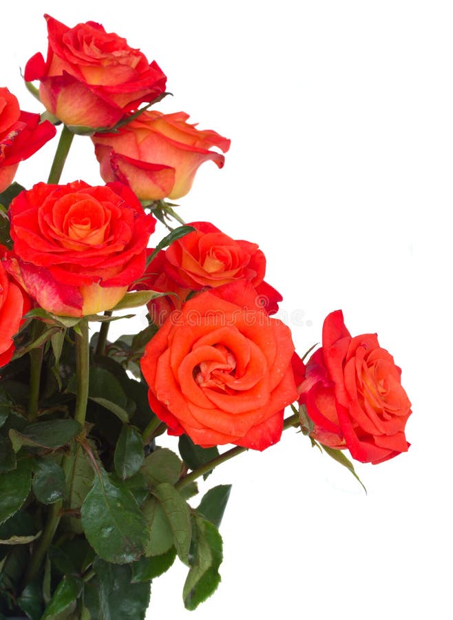 Bright Orange Roses in Vase Stock Image - Image of celebration, group ...