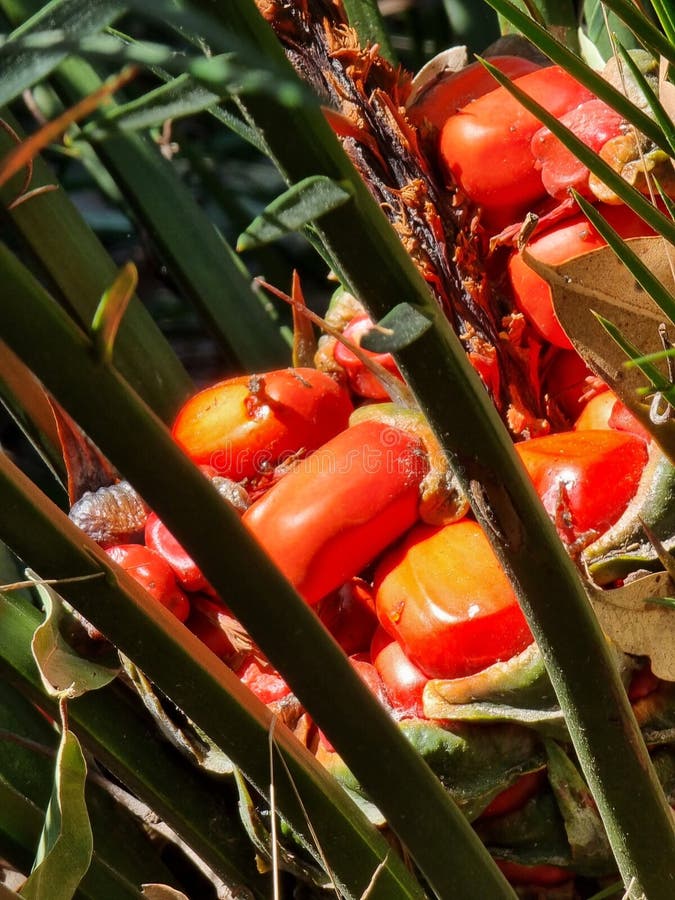 Burrawand Stock Photos - Free & Royalty-Free Stock Photos from Dreamstime