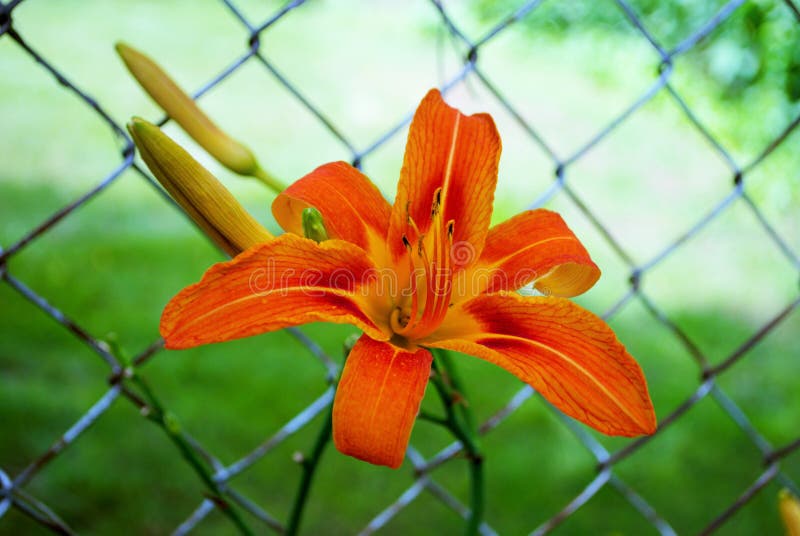 Bright Orange Stargazer Lily Blooming in a Backyard Garden Stock Photo ...
