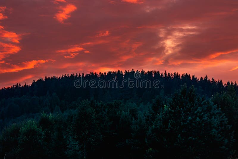 Treetops in a Forest in Autumn Stock Photo - Image of gold, forests ...