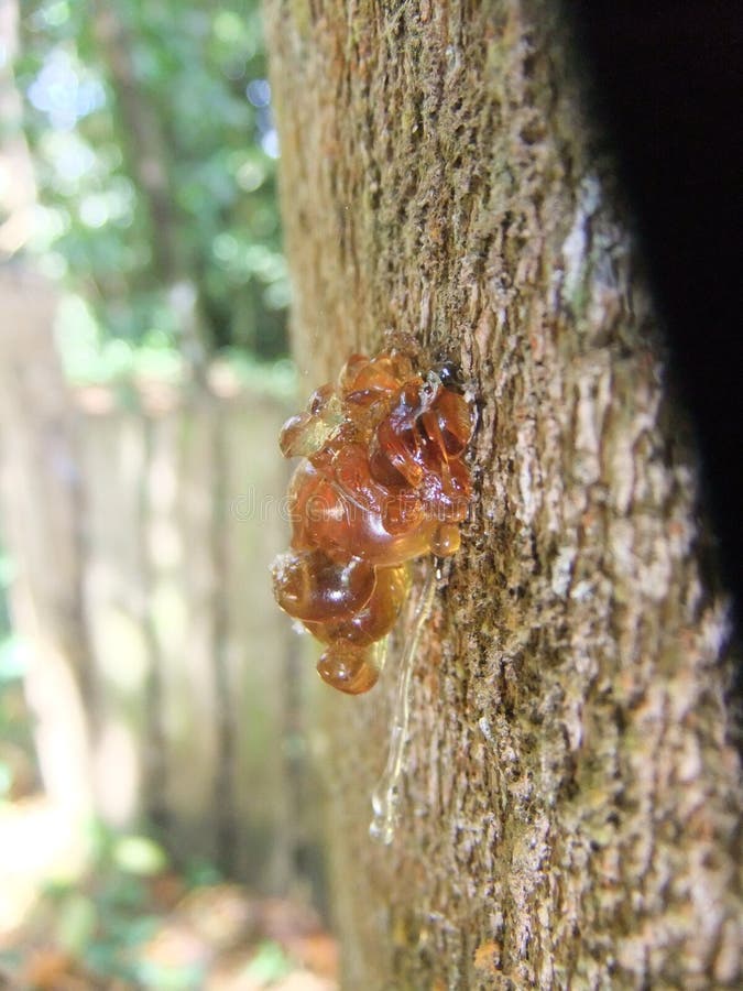 Bright Orange Tree Sap Bubbling from the Bark of a Tree Stock Image ...