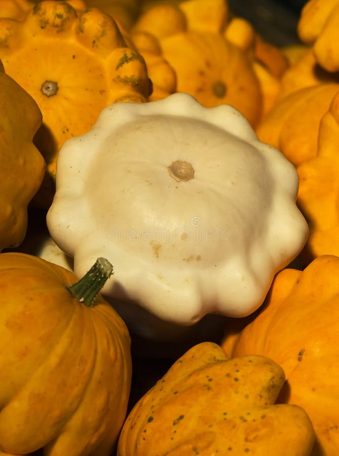 Bright Orange-white Squash Collection Stock Image - Image of ...