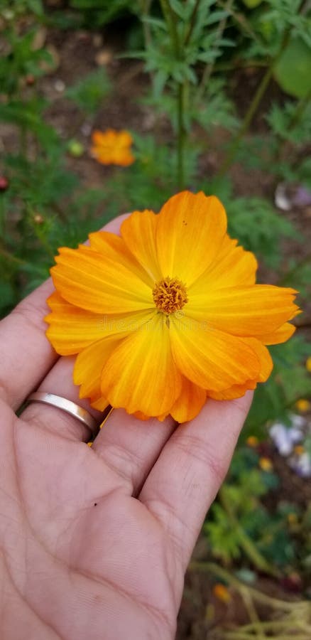 Bright Orange Yellow Cosmo Flower Stock Photo - Image of wildflower ...