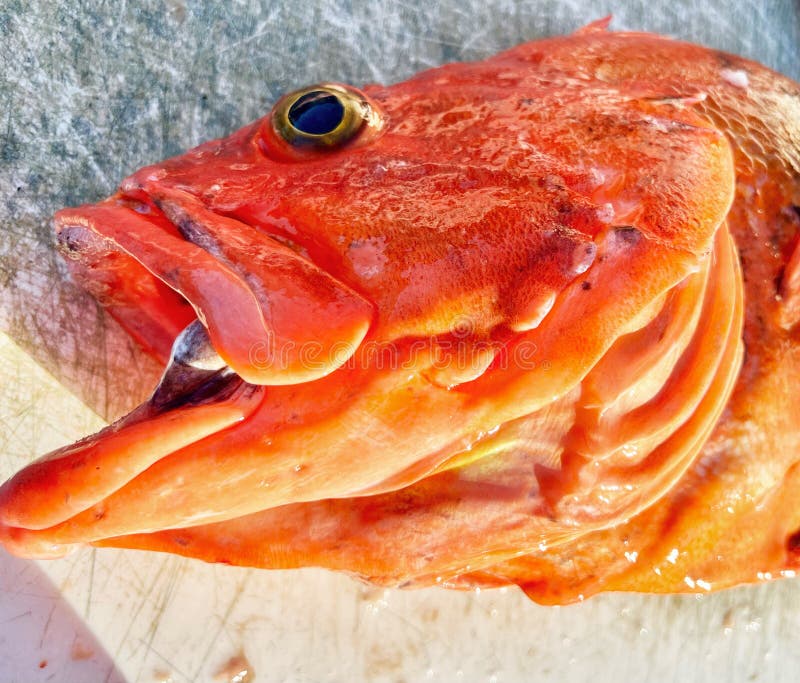 Bright Orange Yelloweye Rockfish Stock Image - Image of beautiful ...