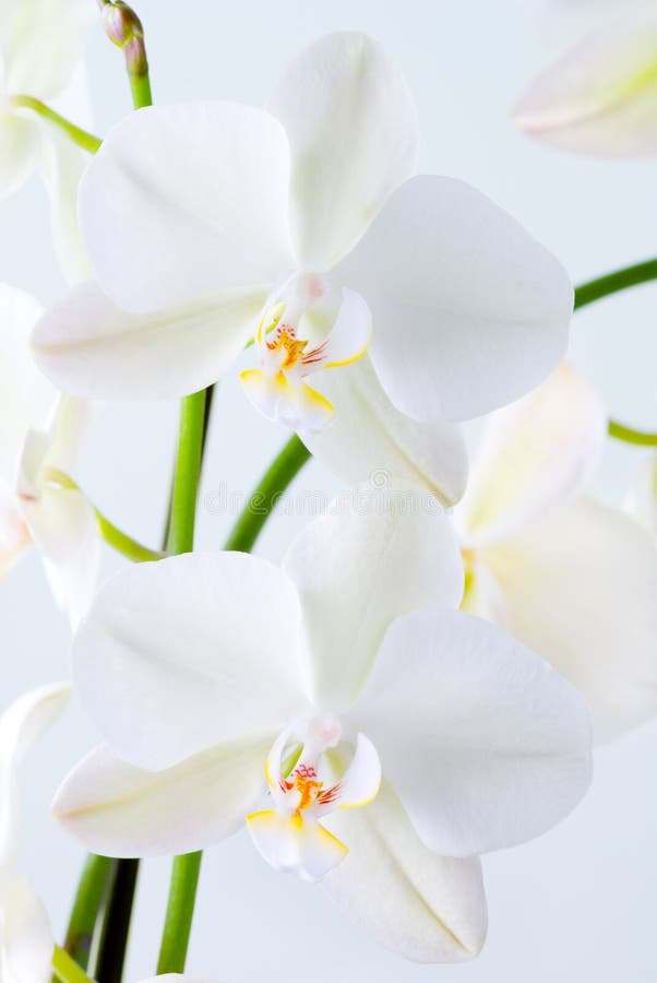 Bright Orchid. Picture Image: 4934893
