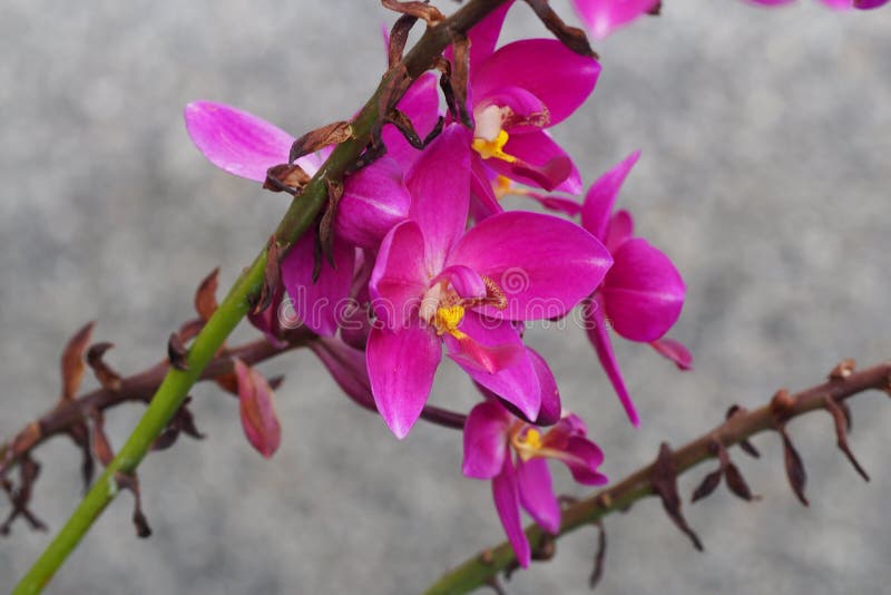 Bright Orchid Flowers Close-up and Dark Background Stock Photo - Image ...