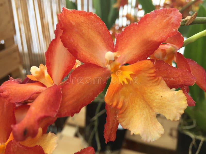 Bright Orchid Flowers Close-up and Dark Background Stock Photo - Image ...