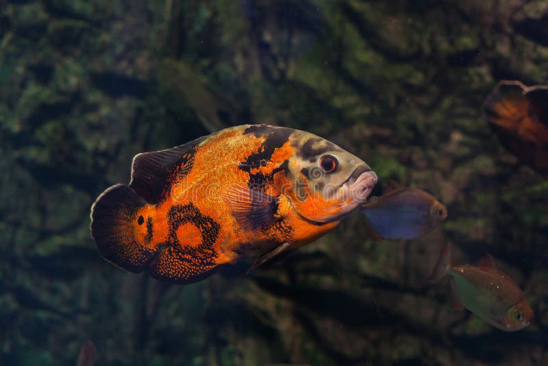 Bright Oscar Fish Swimming in Clear Aquarium Stock Photo - Image of ...