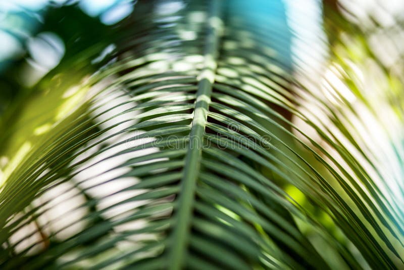 Bright palm leaf close up. stock image. Image of vegetation - 95360191