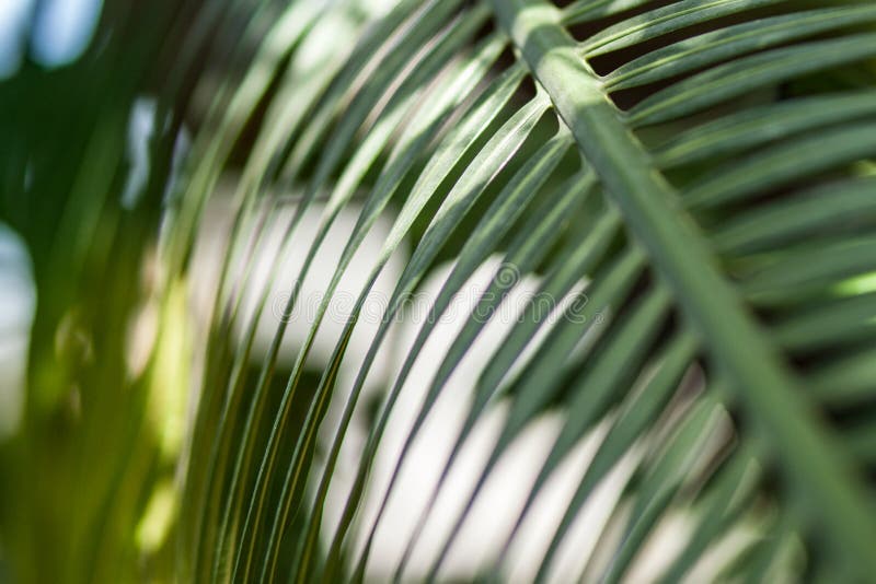 Bright palm leaf close up. stock image. Image of vegetation - 95360191