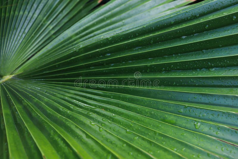 Bright Palm Tree Isolated on White Stock Image - Image of cutout ...