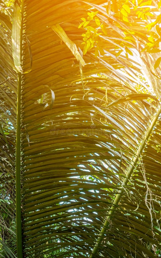 Bright Palm Pattern in a Dark Room White Color Lights Stock Photo ...