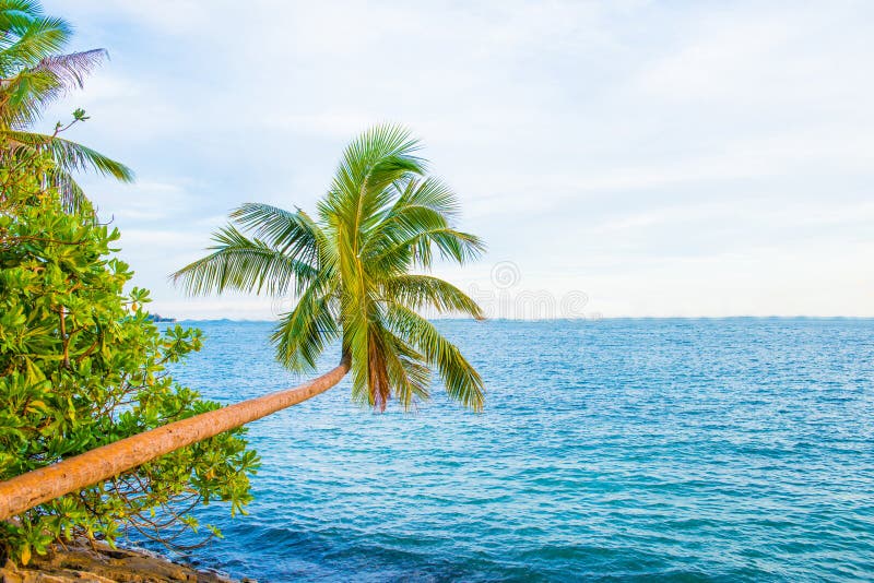Bright Palm Tree Isolated on White Stock Image - Image of cutout ...