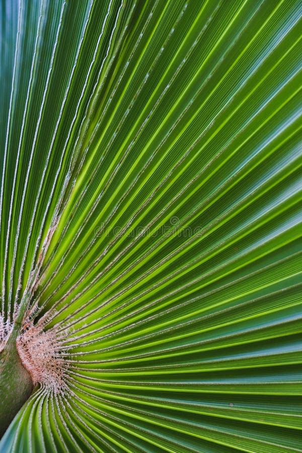 Palm Tree Leaf. Texture of Palm Leaf Stock Photo - Image of form ...