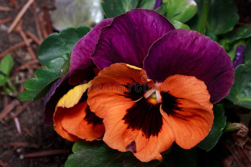 Beautiful Pansies are Growing on a Green Meadow. Live Nature Stock ...