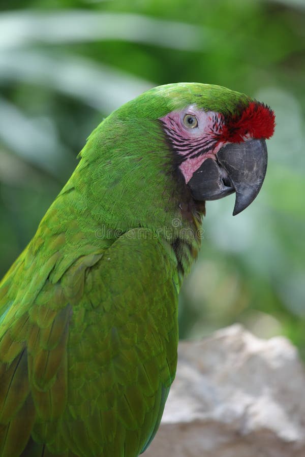 Bright parrot on branch stock photo. Image of friendship - 72785766