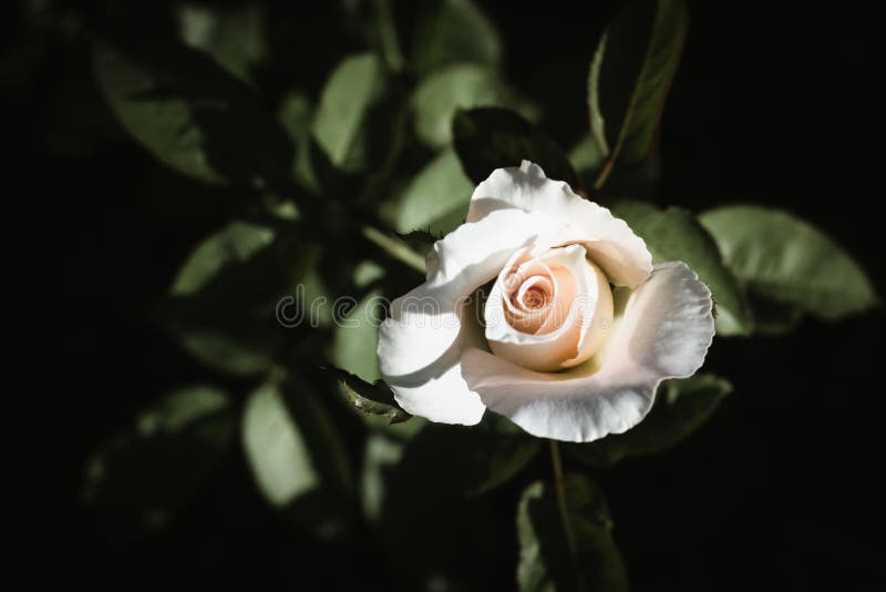 Bright Pastel Rose - Single Rose Growing with Greenery in the ...