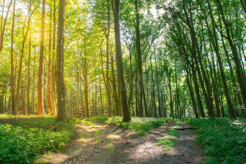 Bright Path Against the Dark One. Stock Image - Image of outdoors ...
